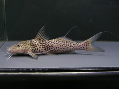 Aguarunichthys Torosus Catfish - Bin3aiah Fishes