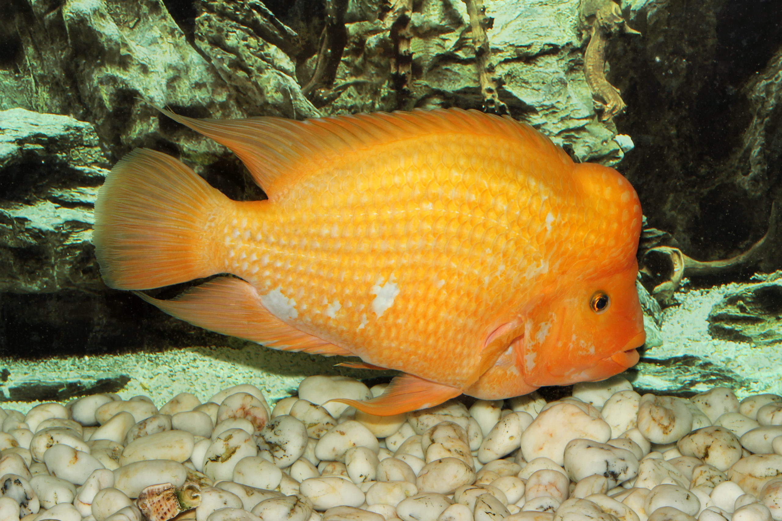 Amphilophus Citrinellus Cichlid - Bin3aiah Fishes