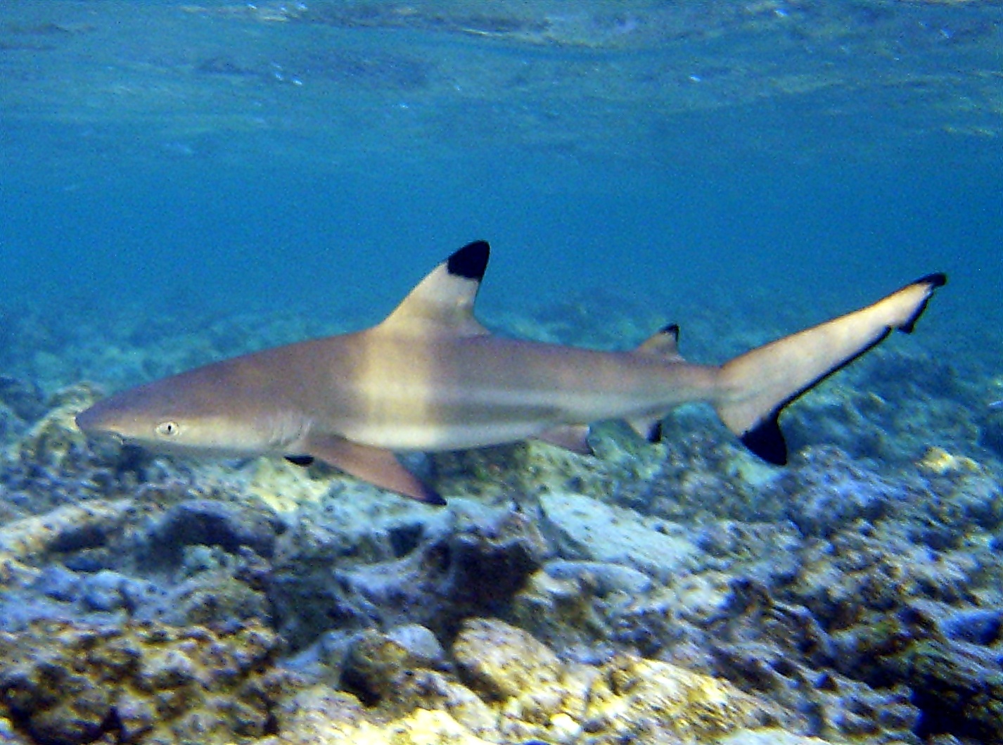 Carcharhinus-Melanopterus Sharks - Bin3aiah Fishes
