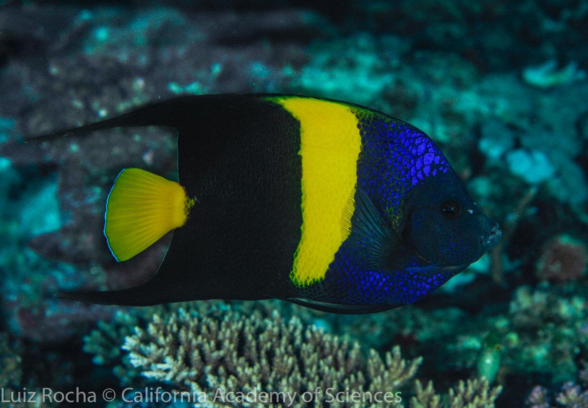 Pomacanthus Asfur Angelfish - Bin3aiah Fishes