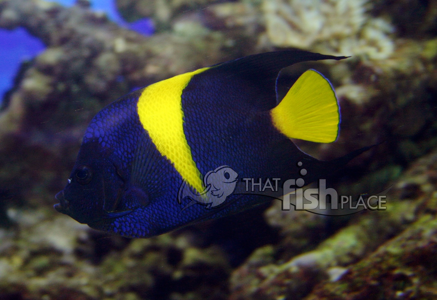 Pomacanthus Asfur Angelfish - Bin3aiah Fishes