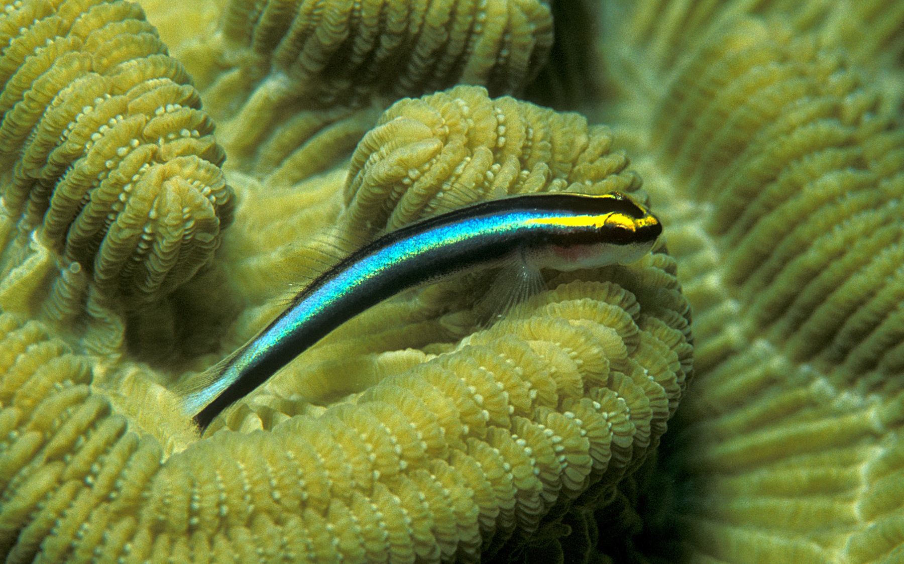 Elacatinus Oceanops - Bin3aiah Fishes