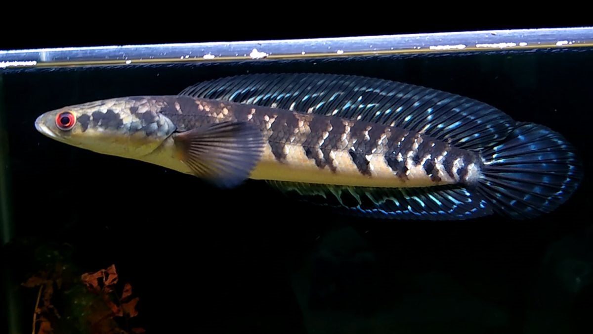 Ikan Channa - Bin3aiah Fishes