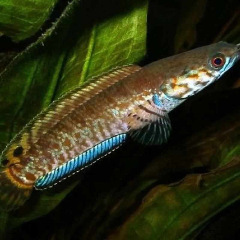 Ikan Channa - Bin3aiah Fishes